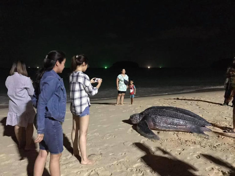 Endangered Sea Turtles Are Returning as Multiple Nests Found Across ...