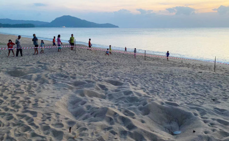 Endangered Sea Turtles Are Returning as Multiple Nests Found Across ...