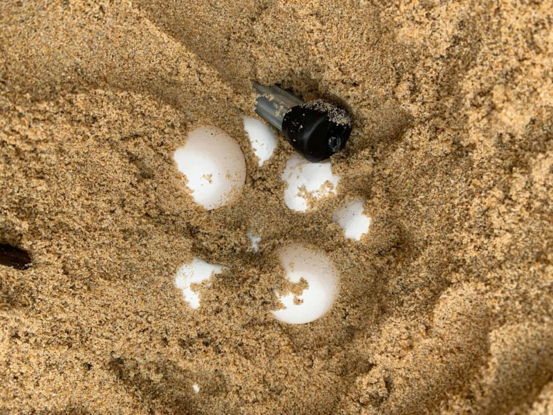 Endangered Sea Turtles Are Returning as Multiple Nests Found Across ...